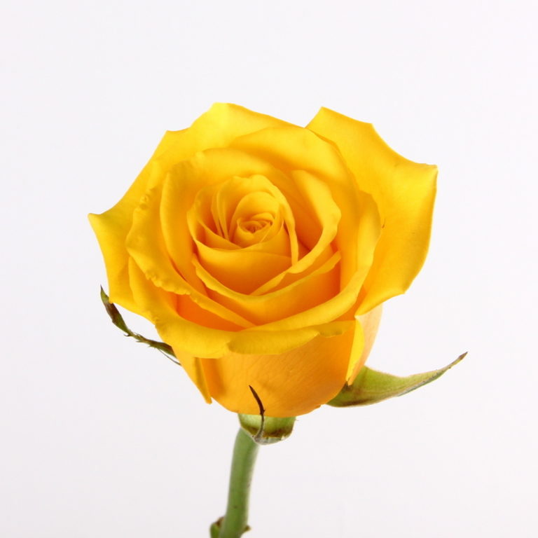 High and Exotic - Kittelberger Wholesale Florist - Webster & Rochester