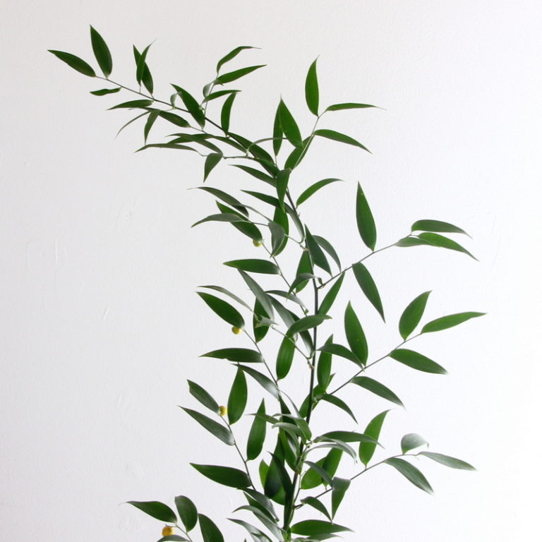 Italian Ruscus - Kittelberger Wholesale Florist - Webster & Rochester Italian Ruscus - Kittelberger Wholesale Florist - Webster & Rochester