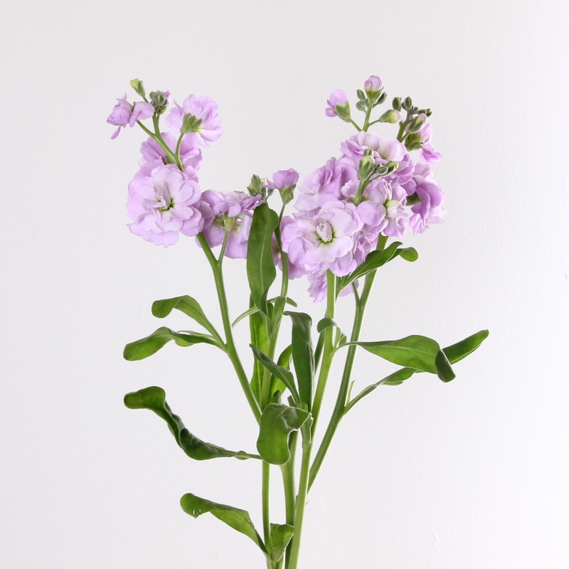 Lavender Spray Stock - Kittelberger Wholesale Florist - Webster & Rochester