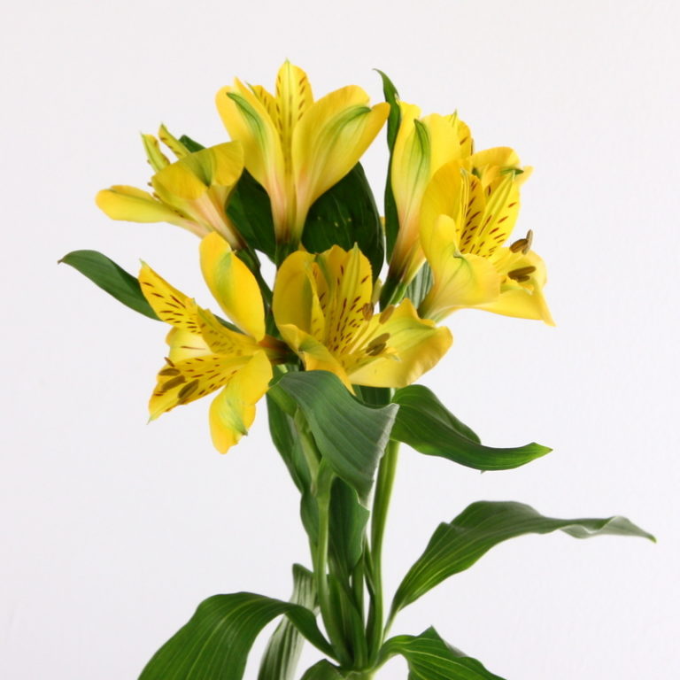Bright Yellow Alstroemeria - Kittelberger Wholesale Florist - Webster ...