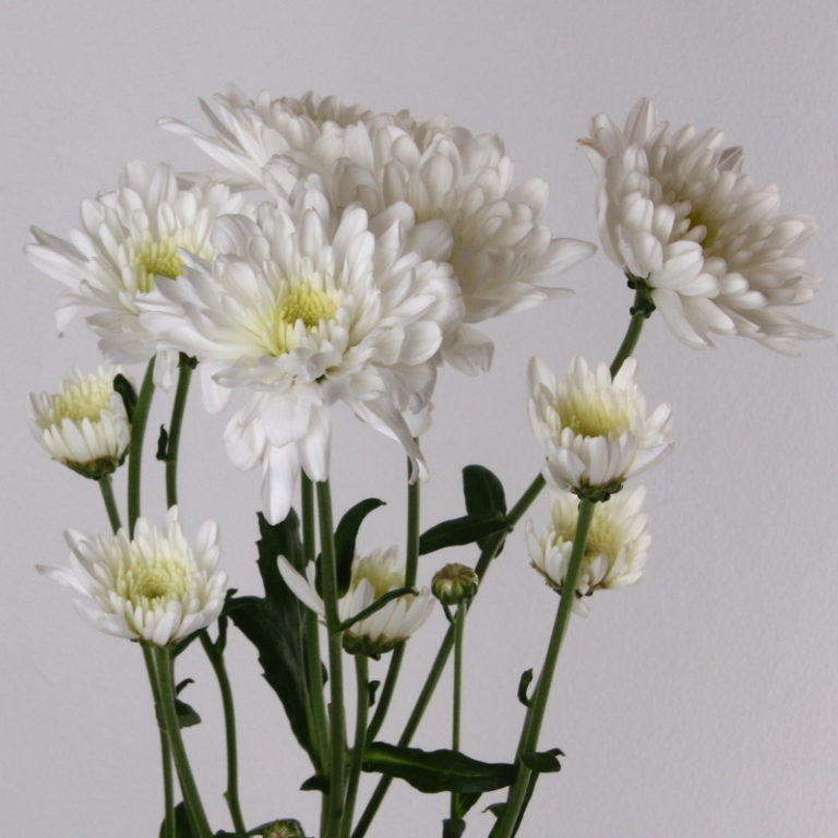 Standard Mums - Wholesale Flowers - Kittelberger Wholesale Florist ...