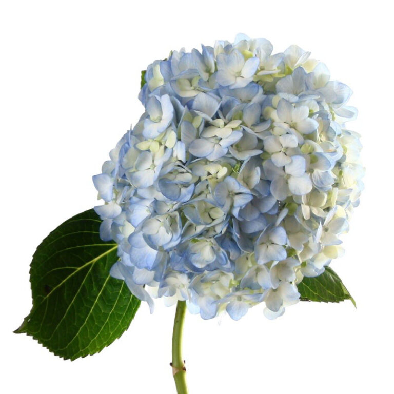 Blue Hydrangea - Kittelberger Wholesale Florist - Webster & Rochester