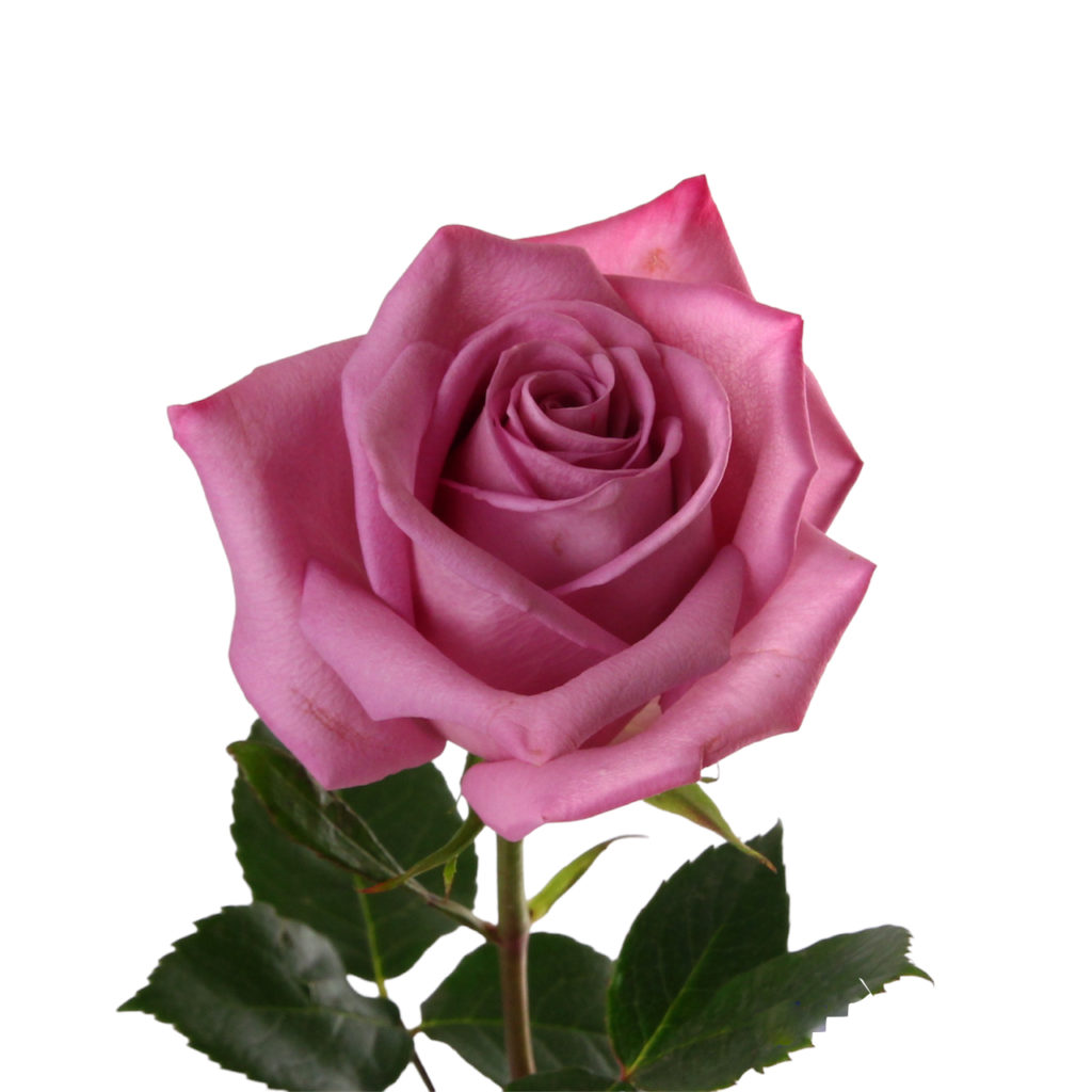 Roses - Wholesale Flowers - Kittelberger Wholesale Florist - Webster ...