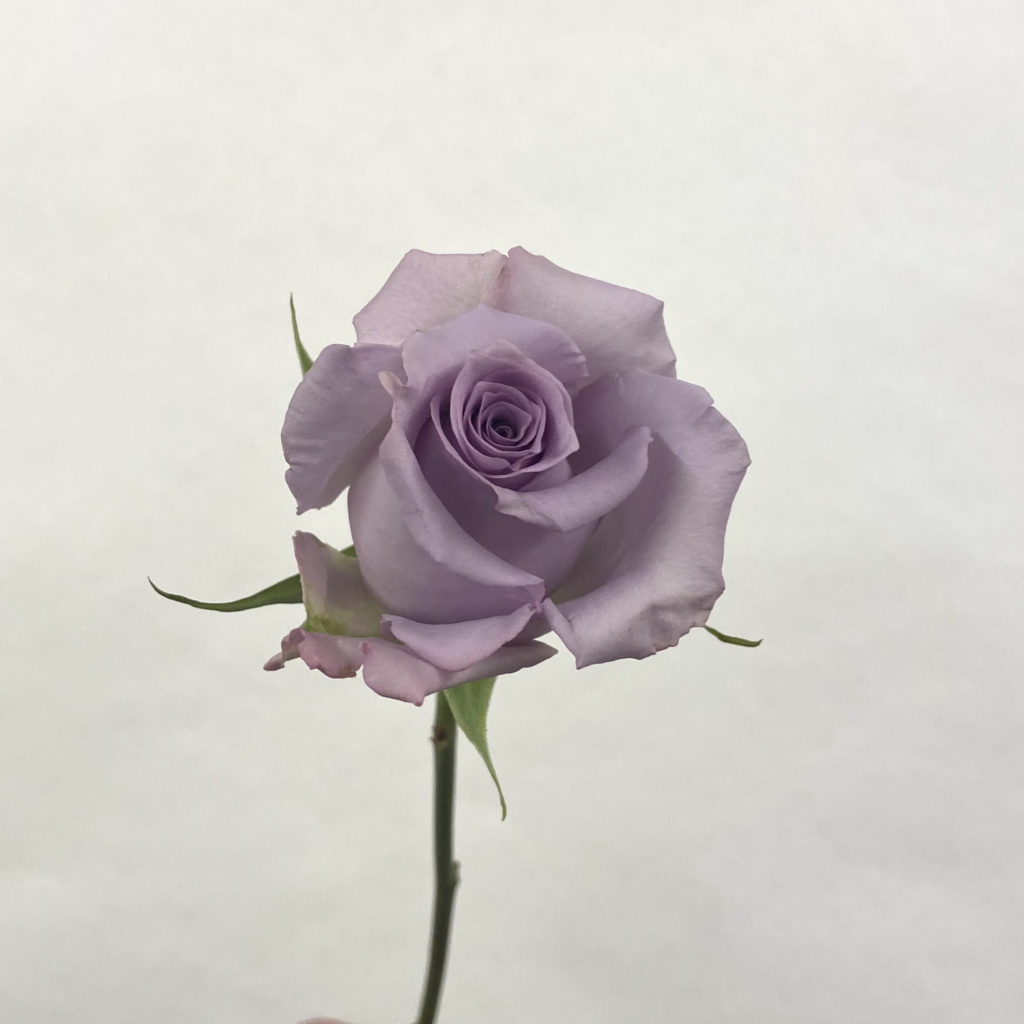 Roses - Wholesale Flowers - Kittelberger Wholesale Florist - Webster ...