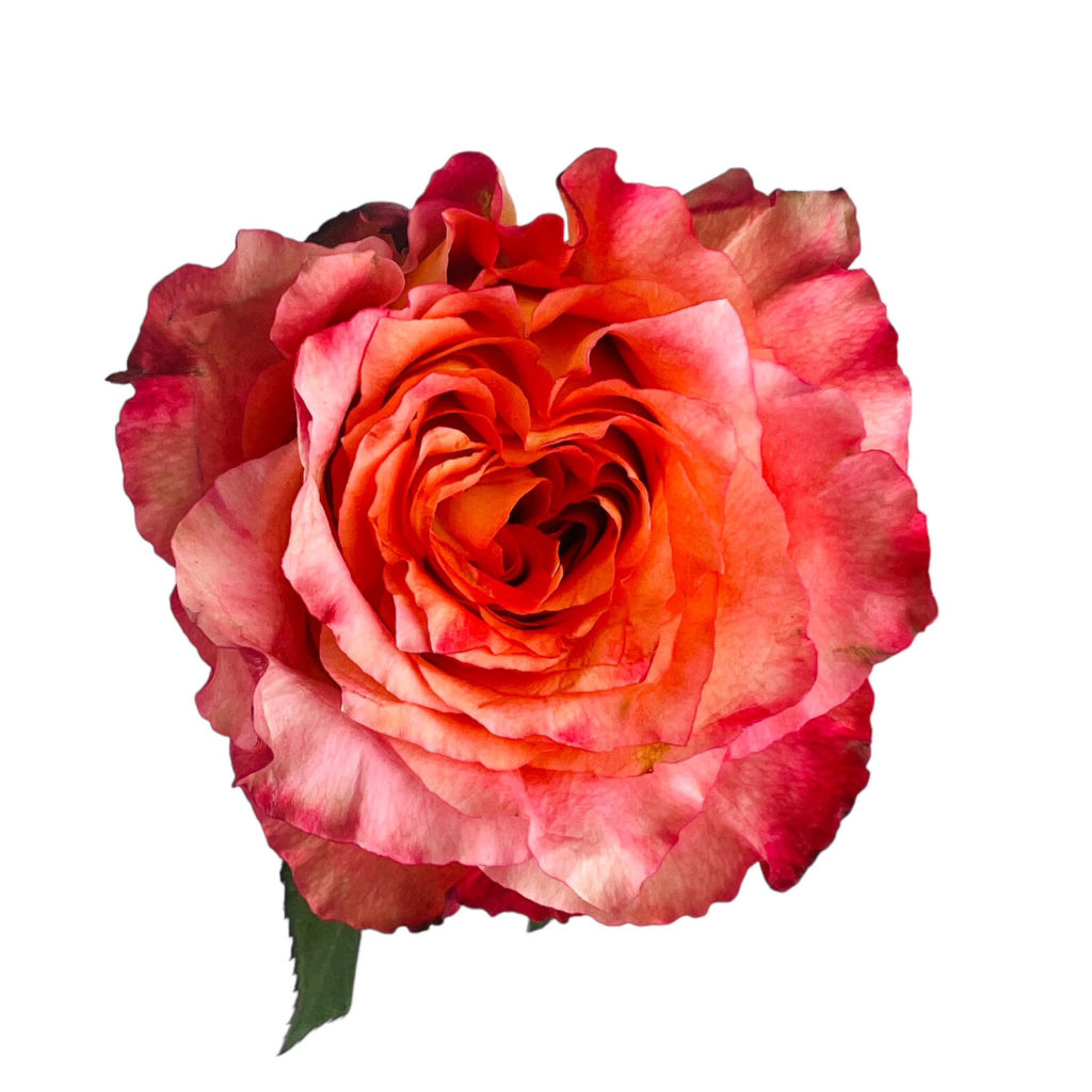 Roses - Wholesale Flowers - Kittelberger Wholesale Florist - Webster ...
