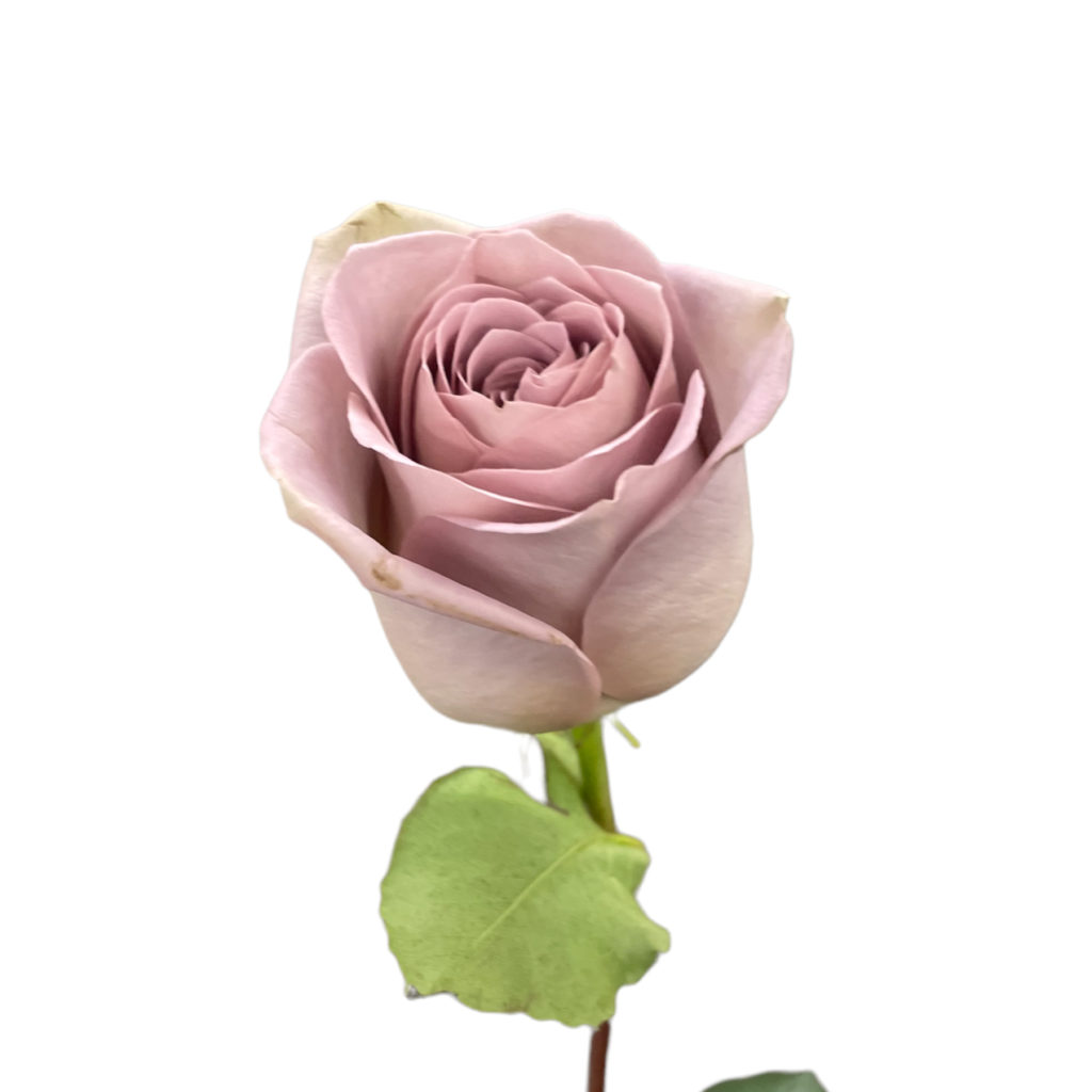 Roses - Wholesale Flowers - Kittelberger Wholesale Florist - Webster ...