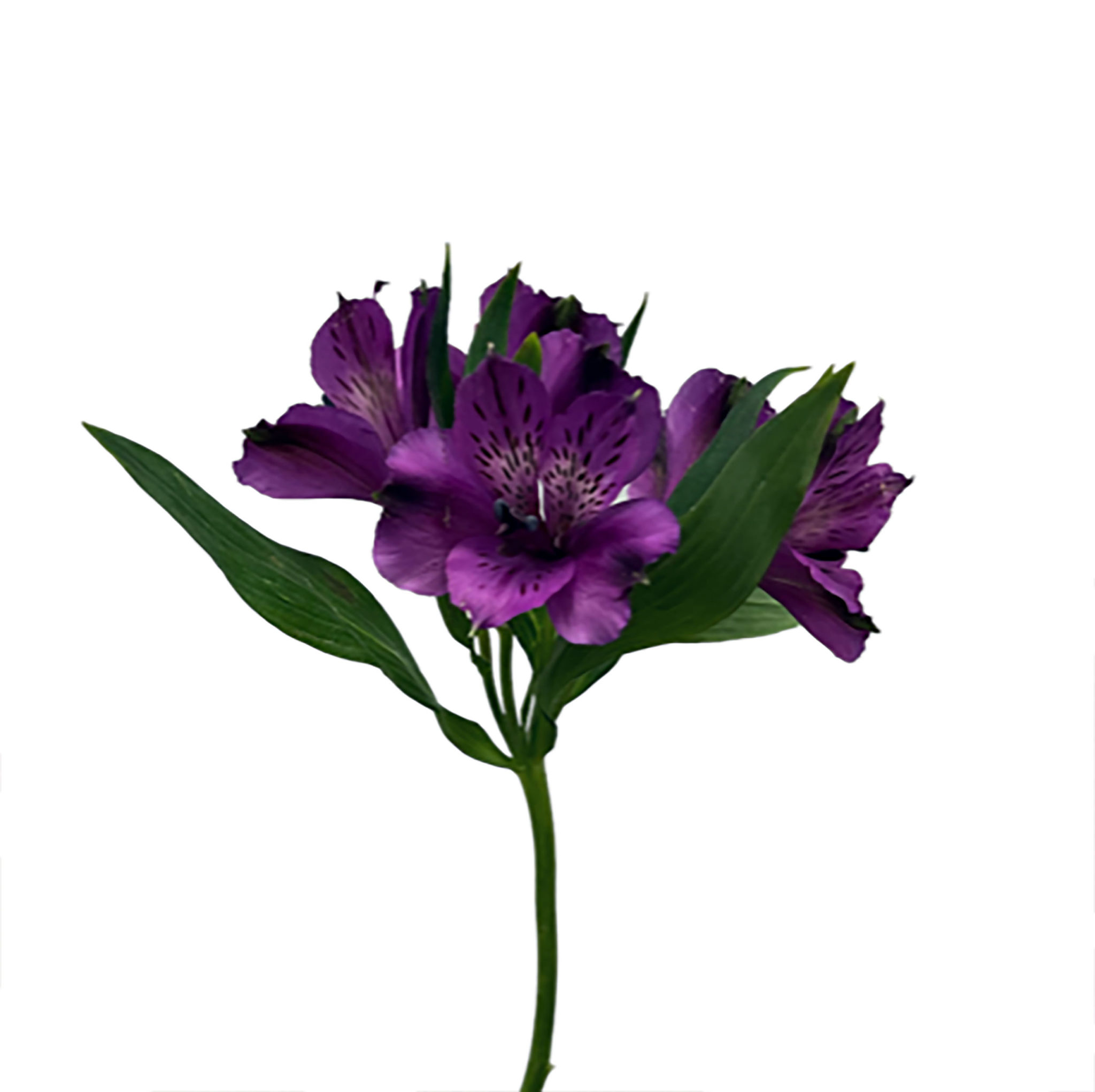 Purple Alstroemeria - Kittelberger Wholesale Florist - Webster & Rochester