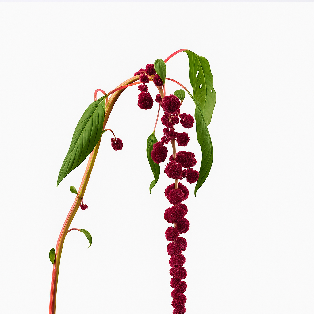 Amaranthus- Red hanging - Kittelberger Wholesale Florist - Webster ...