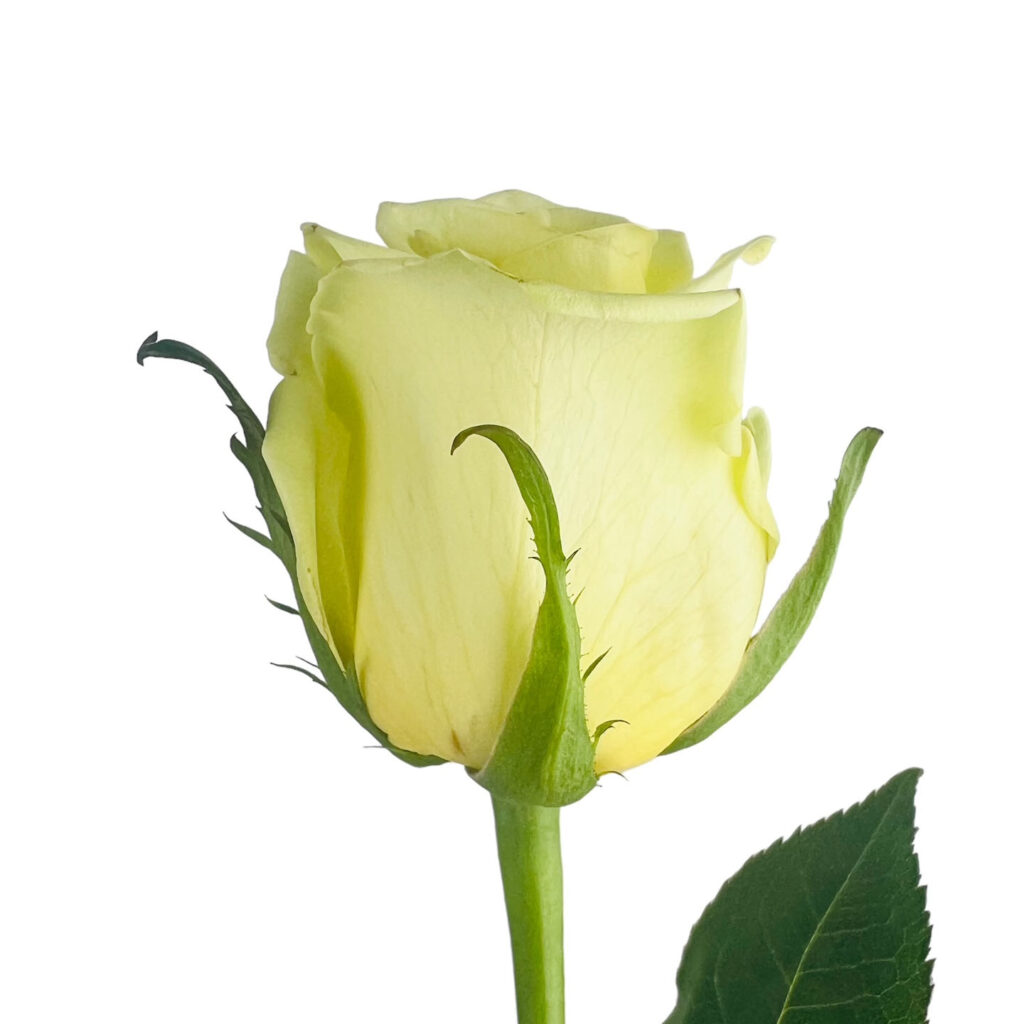 Jade Rose - Kittelberger Wholesale Florist - Webster & Rochester