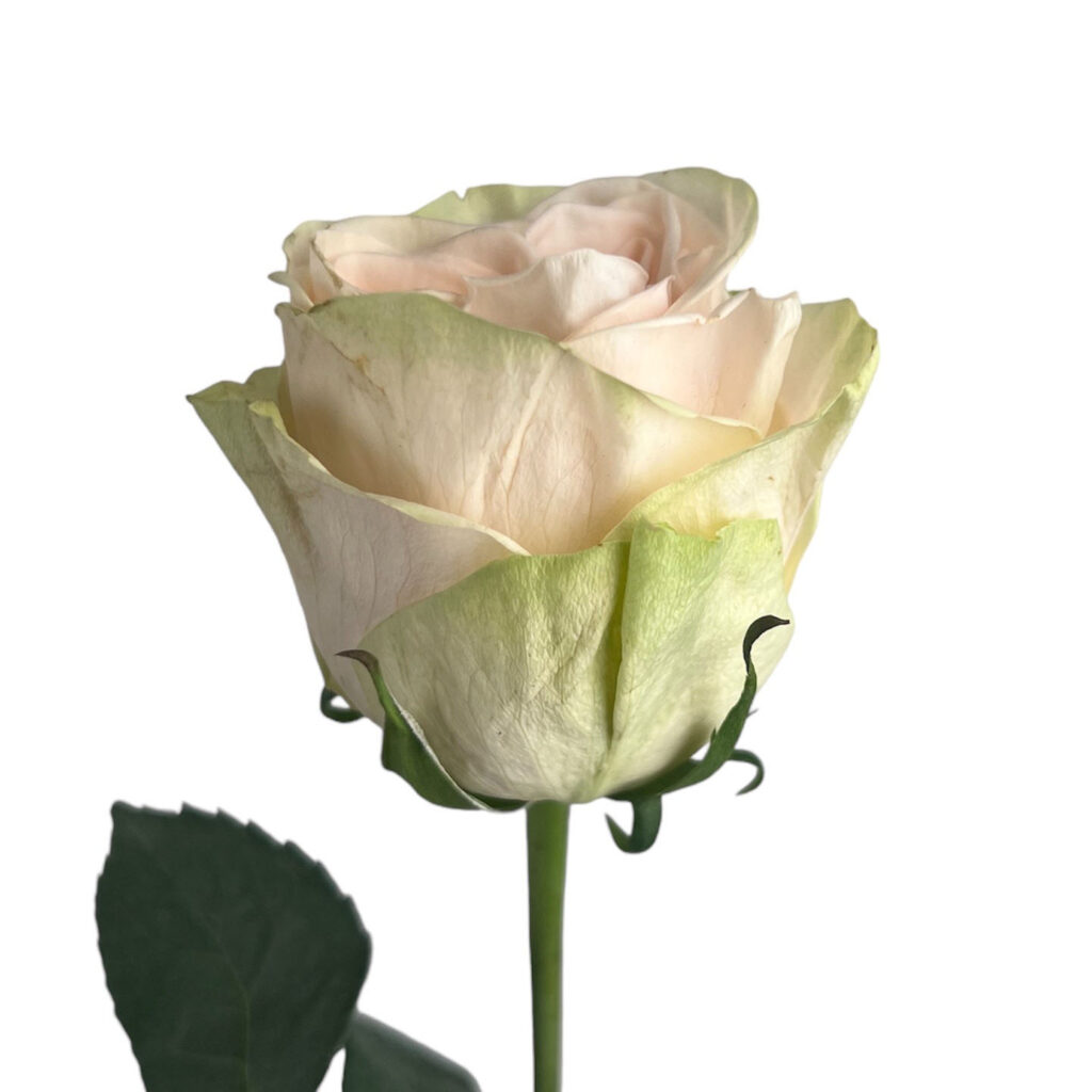 Wedding Spirit - Kittelberger Wholesale Florist - Webster & Rochester