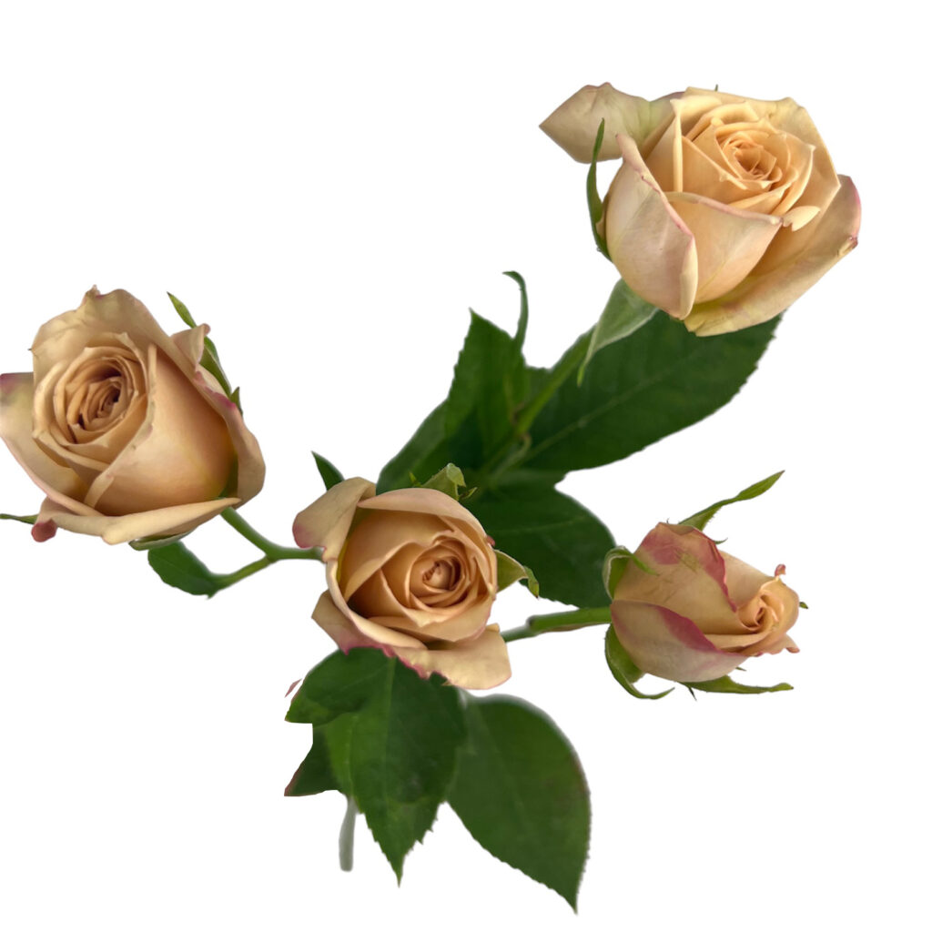 Roses - Wholesale Flowers - Kittelberger Wholesale Florist - Webster ...