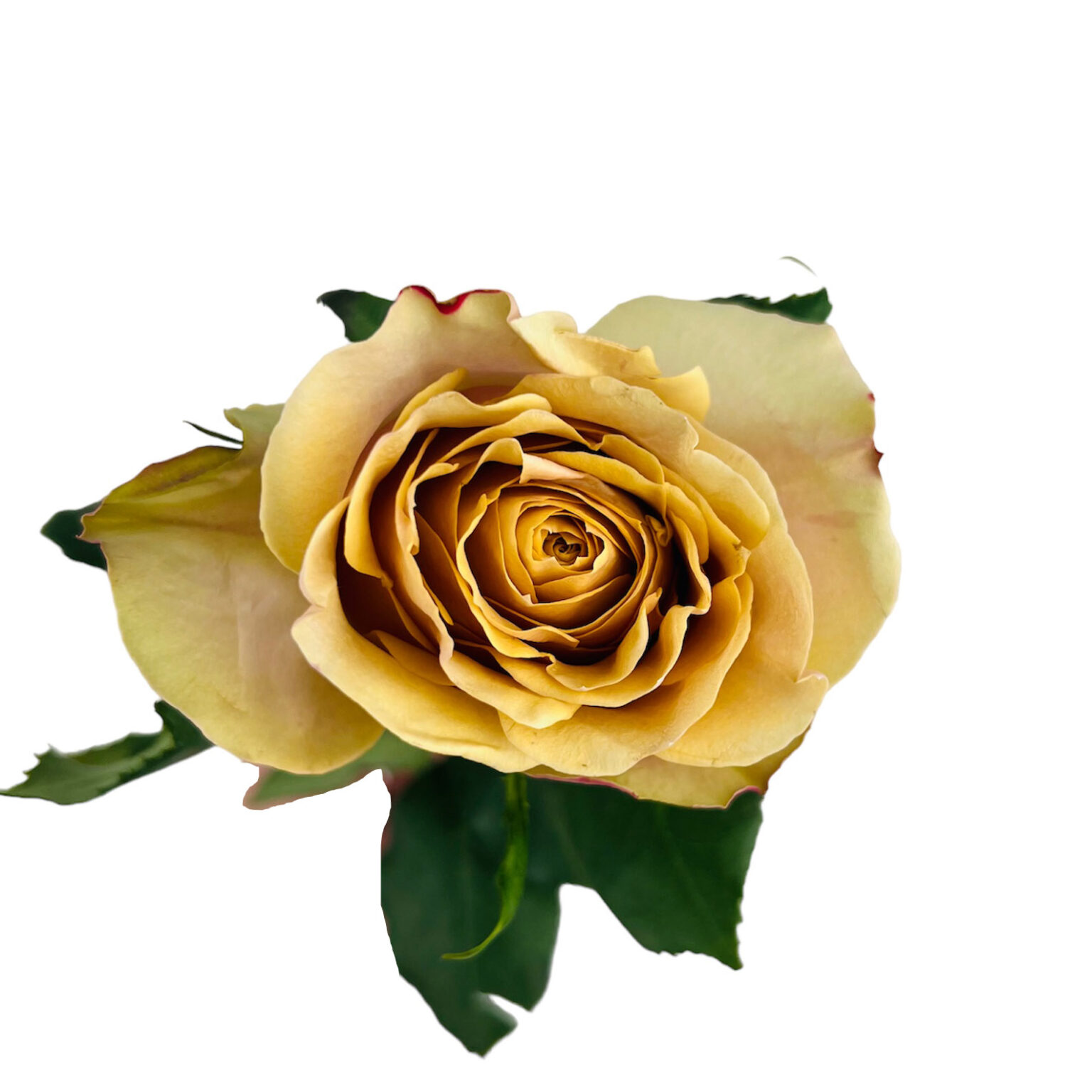 Roses - Wholesale Flowers - Kittelberger Wholesale Florist - Webster ...